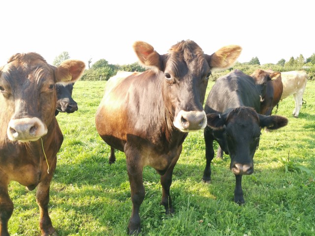 Grass fed Organic beef – Cliftons Farm