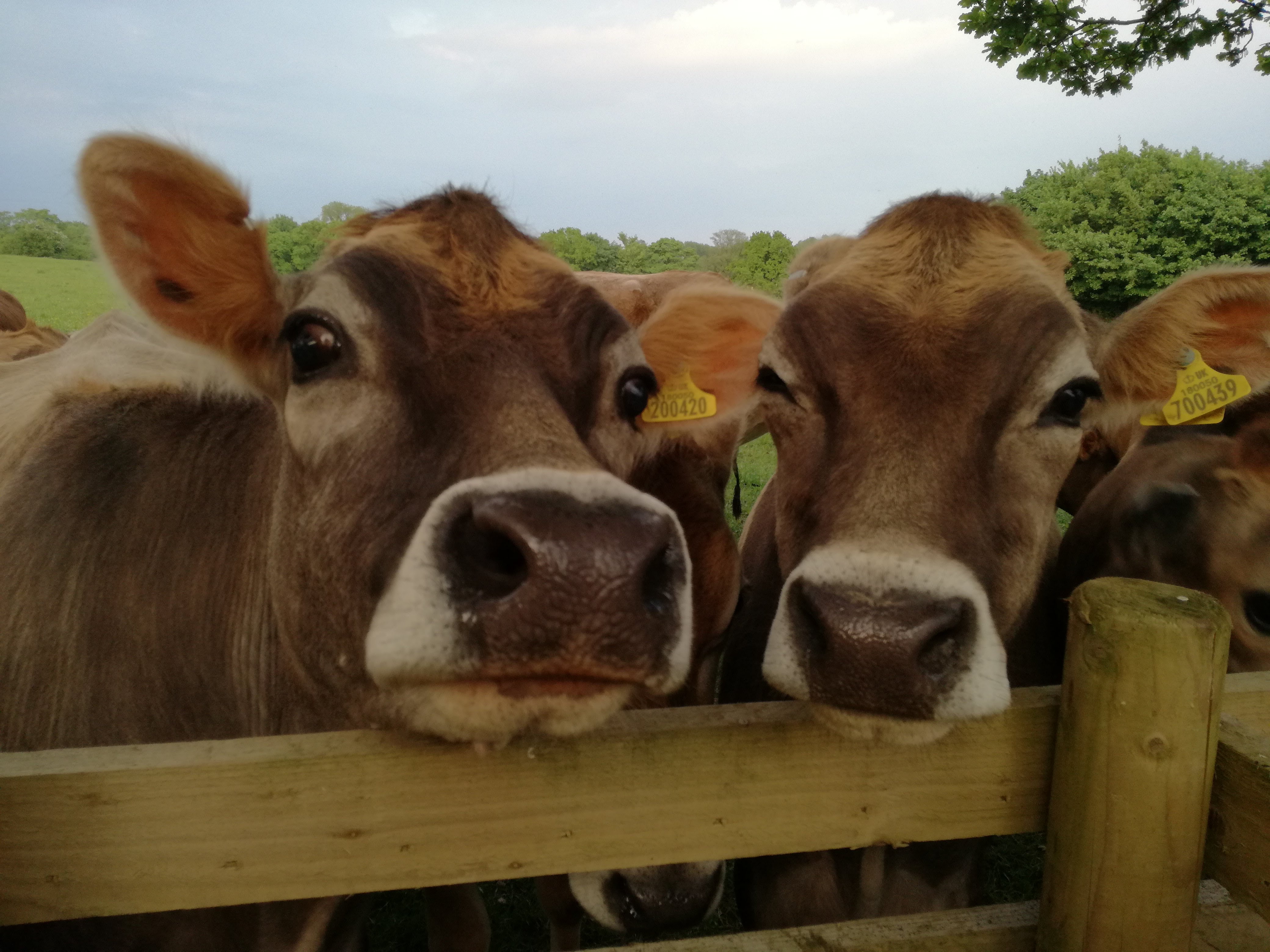 Our cows are Bovaer free! – Cliftons Farm
